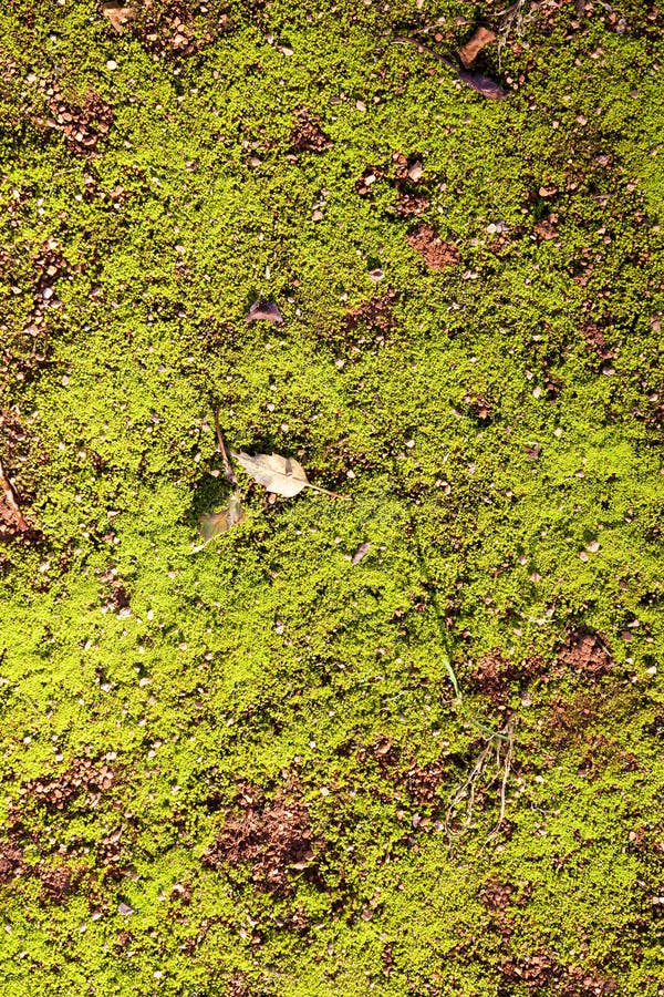Lots of moss stock image. Image of lots, park, dead - 223617211
