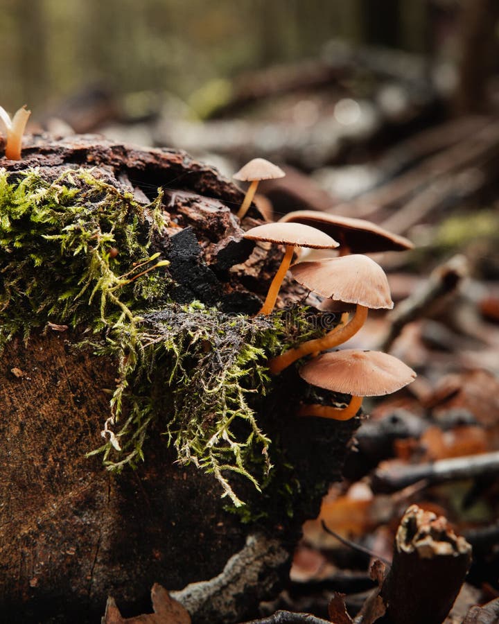 Mushrooms on a Dead Fallen Tree Trunk in the Rainforest. Fungi Mushroom ...