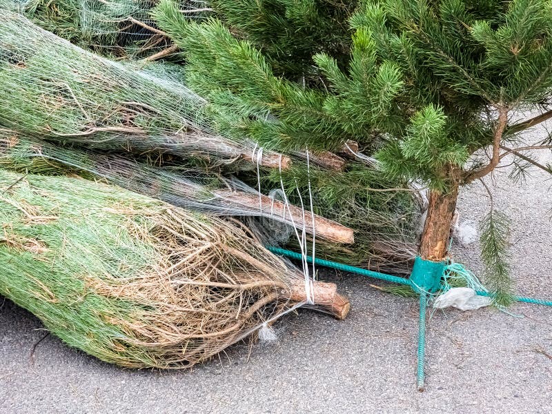 Lots of Natural Christmas Trees at the Christmas Tree Market. Preparing ...
