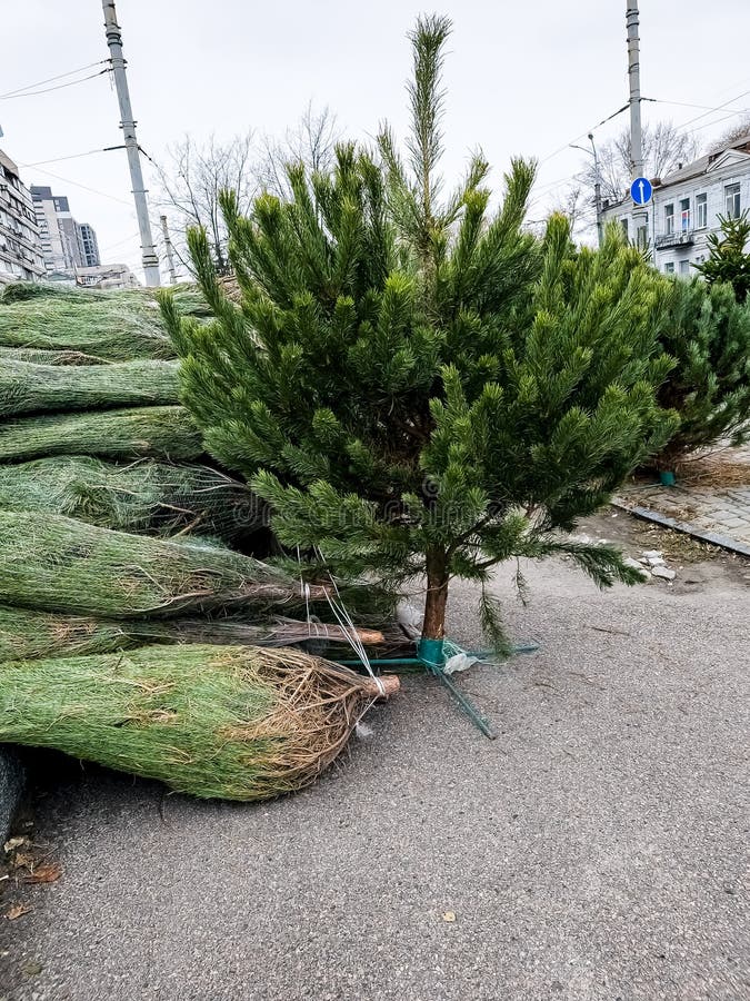 Lots of Natural Christmas Trees at the Christmas Tree Market. Preparing ...