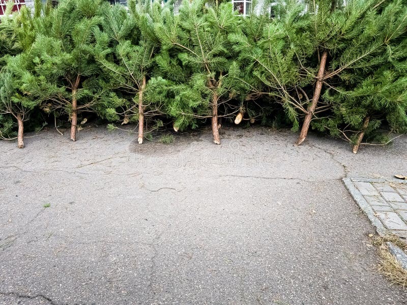 Lots of Natural Christmas Trees at the Christmas Tree Market. Preparing ...
