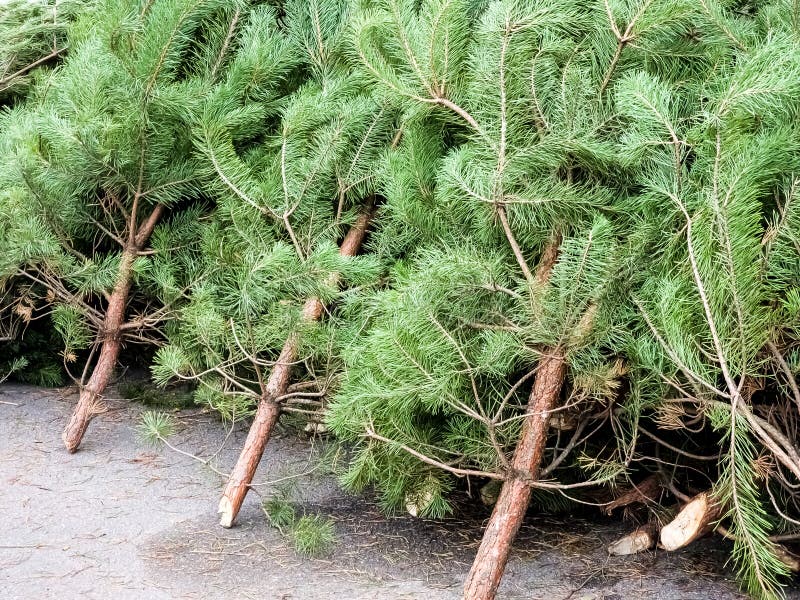 Lots of Natural Christmas Trees at the Christmas Tree Market. Preparing ...