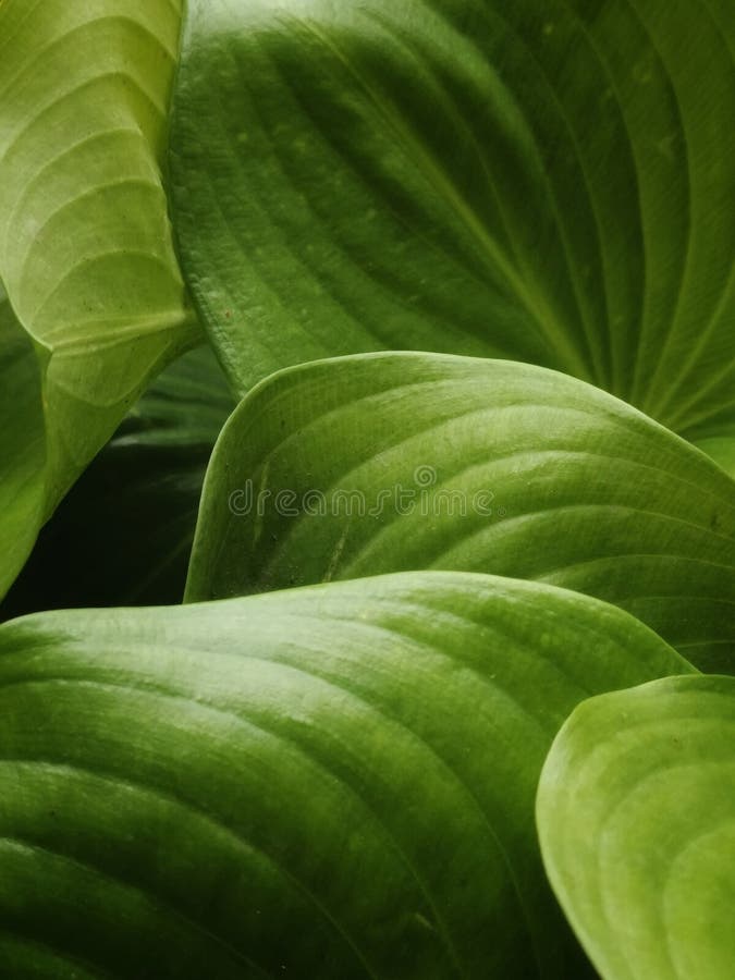 Lots of Neat Leaves with Smooth Lines are Good for the Stock Photo ...