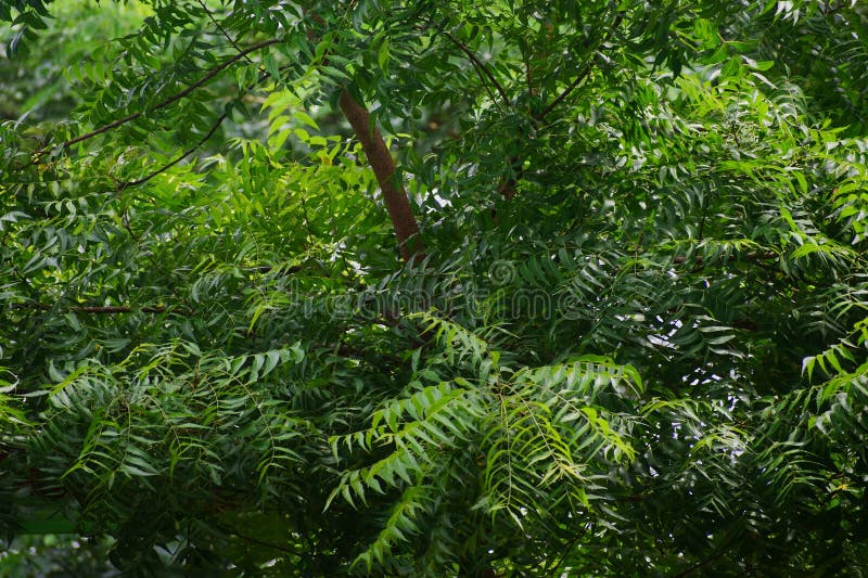 A Neem tree stock photo. Image of neem, road, standing - 122680838
