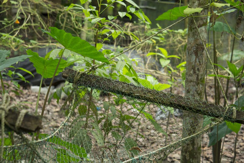 Lots of Old Swings Hanging from the Tree Stock Photo - Image of ...