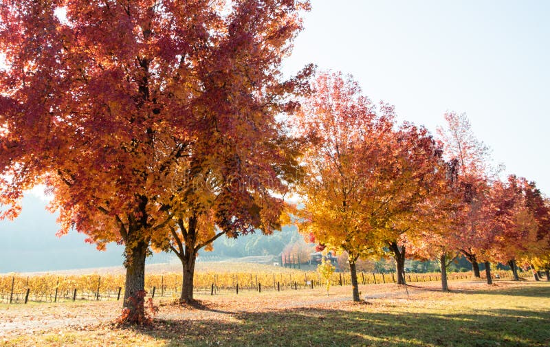 Lots of Orange Autumn Trees Along a Path. Stock Photo - Image of ...