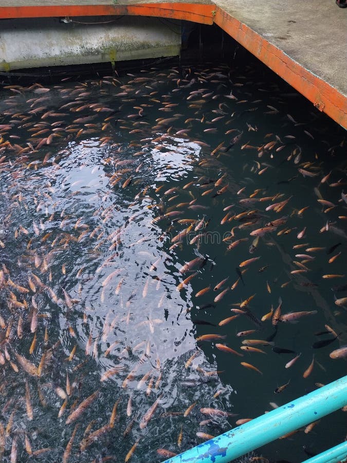 Lots of Orange Fish in the Pond Stock Image - Image of pond, lots ...
