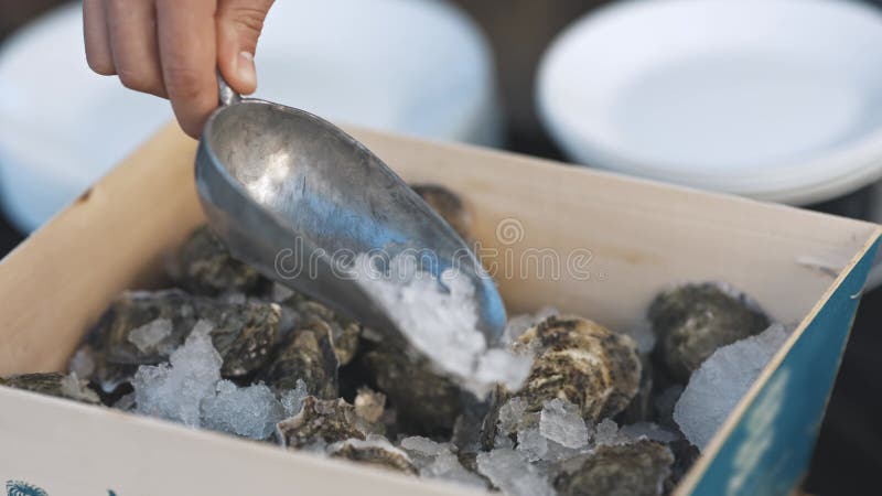 Lots of Oysters Inside the Container Filled with Ice Stock Footage ...