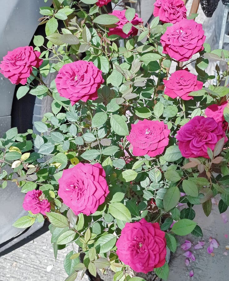 Lots of Pink Roses in Blooming in a Flower Pot Stock Image - Image of ...