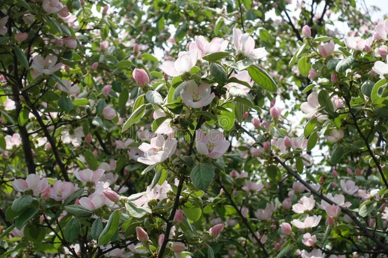Lots of Pinkish White Flowers of Quince Tree in May Stock Photo - Image ...