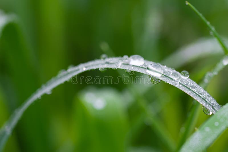 Lots of Raindrops on the Grass with a Soft Background Stock Image ...