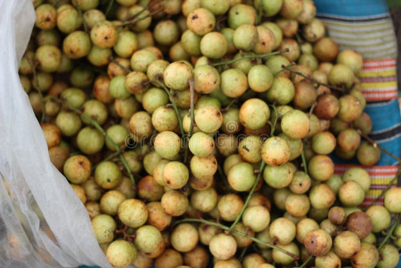 Rambai fruit stock photo. Image of natural, tree, garden - 157112472