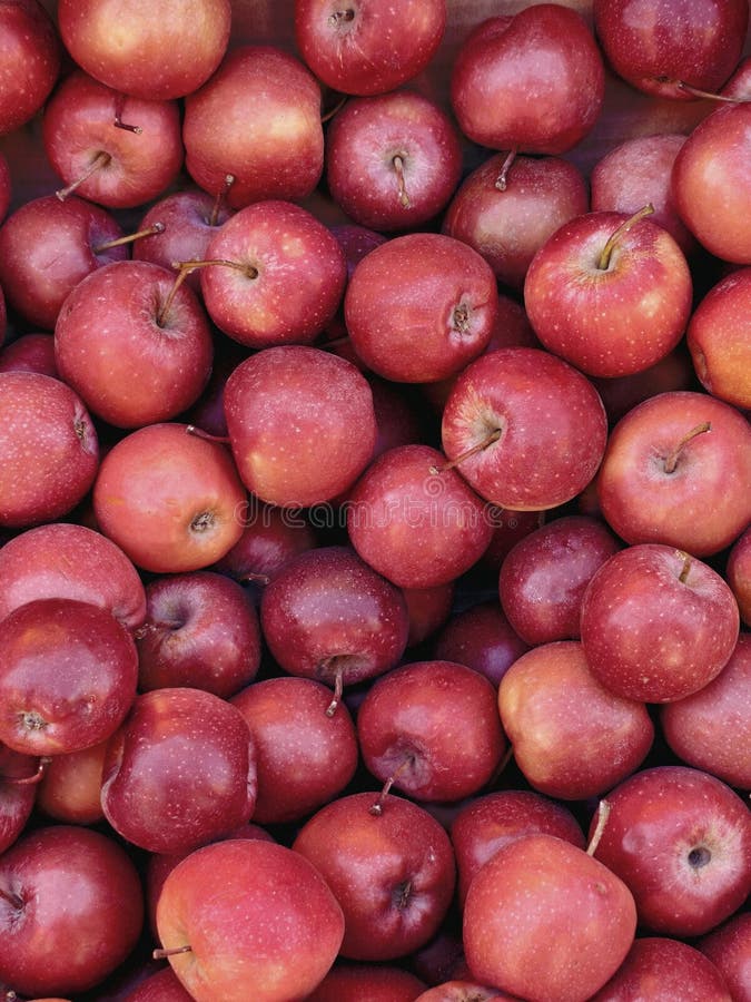 Lots of Red Apples As a Natural Natural Backdrop Stock Photo - Image of ...