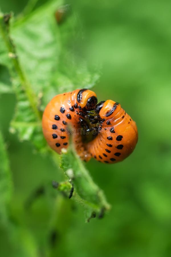 Lots of Red Colorado Potato Beetles on a Green Potato Leaf at Summer ...