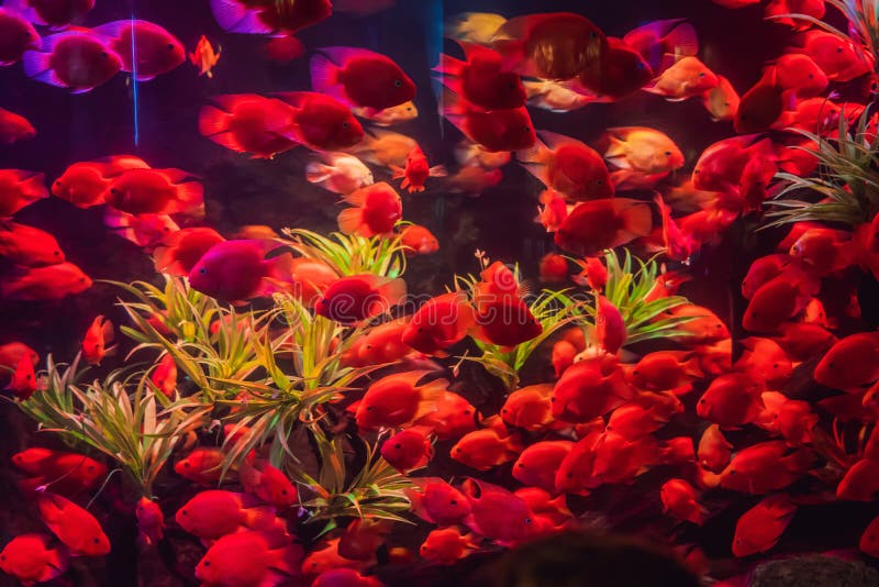 Lots of Red Fish in the Aquarium Stock Image - Image of decorative ...