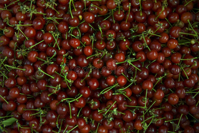 Lots of red ripe cherries stock photo. Image of cherry - 262465396
