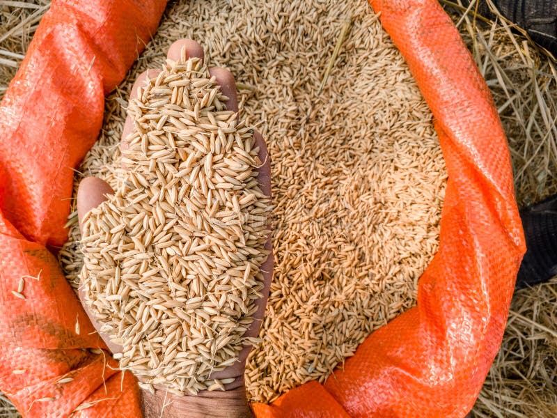 Lots of Rice on Big Bags and Ready for Sale Stock Photo - Image of load ...