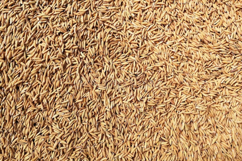 Lots Rice Seed for Background Stock Image - Image of farmer, crop ...