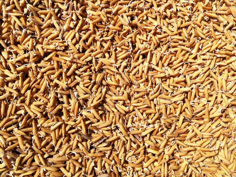 Many Little Plant In Black Plastic Pot Stock Image - Image of lots ...