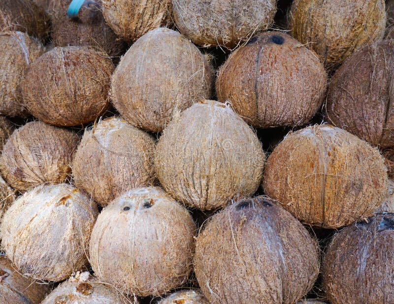 Lots Of Coconuts In Coconut Plantation. Stock Image - Image of blue ...