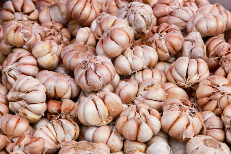 Lots of Ripe Garlic stock photo. Image of healthy, pungent - 13411834