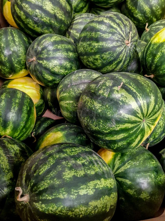 Lots of Ripe Green Watermelons Stock Photo - Image of agriculture ...
