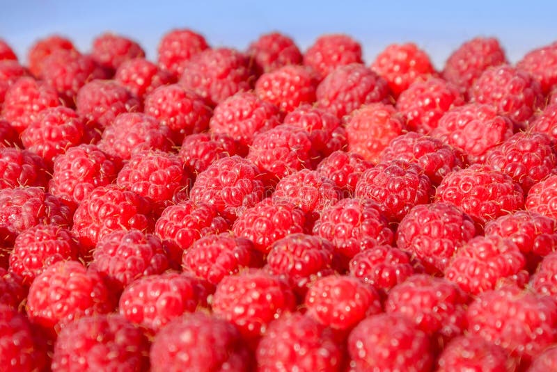 Lots of Ripe Raspberry, Background Stock Image - Image of fruit ...