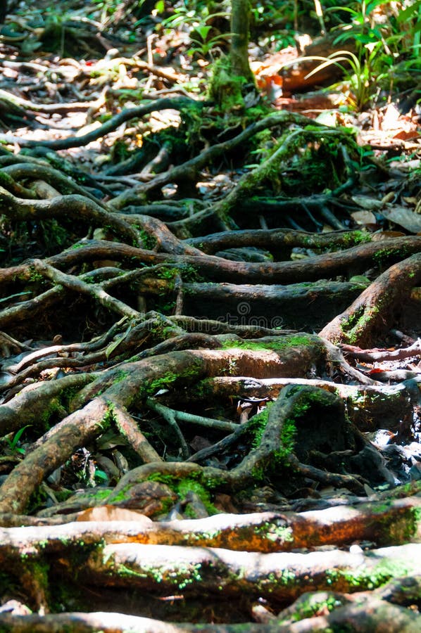 Lots of roots and vines stock image. Image of vine, asian - 63840209