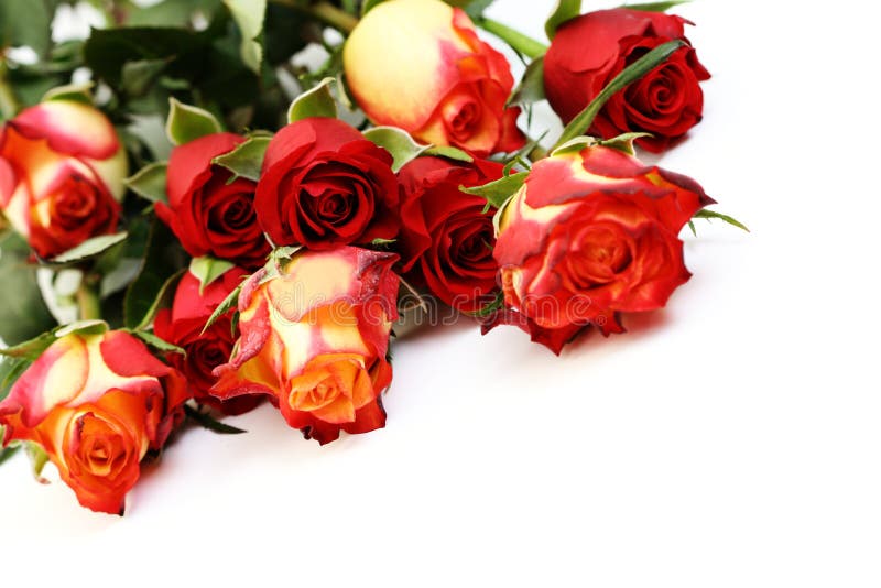 Lots of roses stock image. Image of simple, rose, pure - 7895981