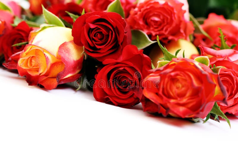 Lots of roses stock photo. Image of gorgeous, rose, valentine - 7896032