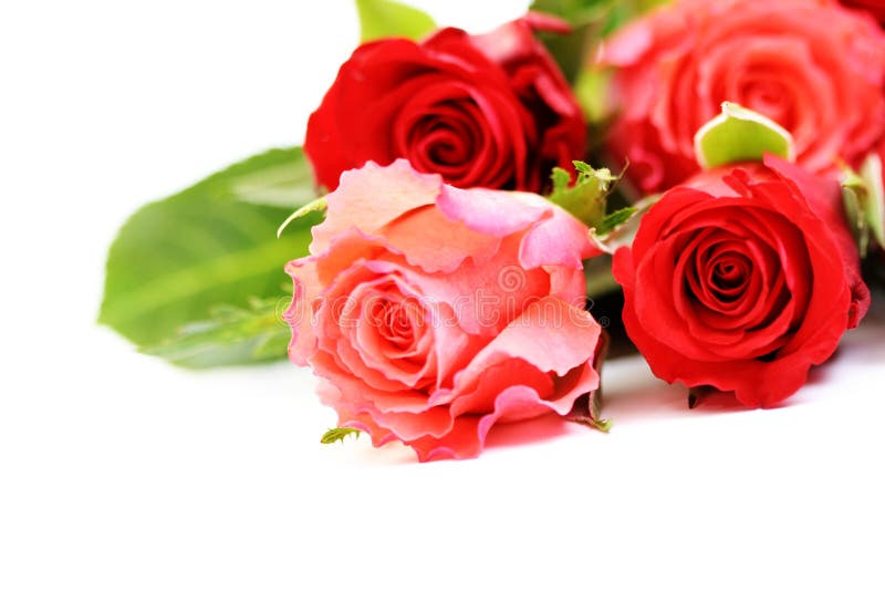 One Rose stock image. Image of lust, thorns, roses, love - 7909
