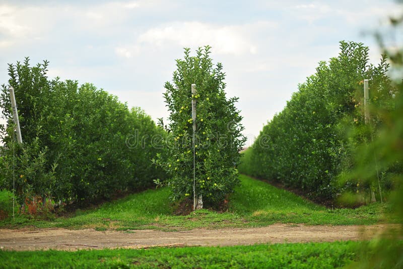 Rows of Apple Trees in an Apple Orchard on a Background of Green Grass ...