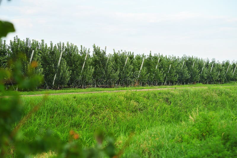 Rows of Apple Trees in an Apple Orchard on a Background of Green Grass ...