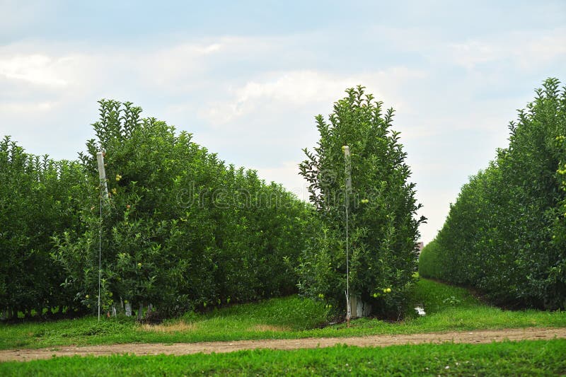 Rows of Apple Trees in an Apple Orchard on a Background of Green Grass ...