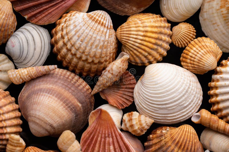 Lots of Scallop Seashells Piled Together Background Stock Photo - Image ...