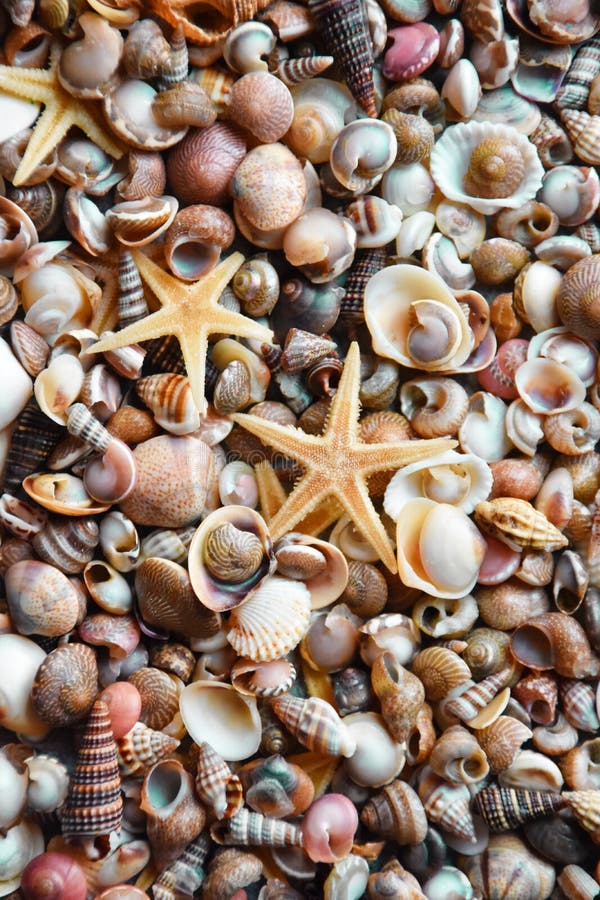 Seashells full frame stock photo. Image of full, calcium - 111882846