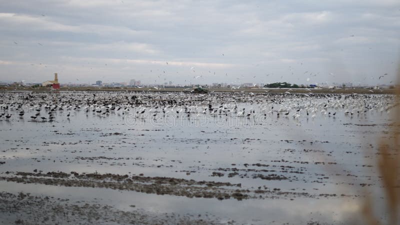 Lots of Seagulls Flying Over Rice Fields Stock Footage - Video of ...
