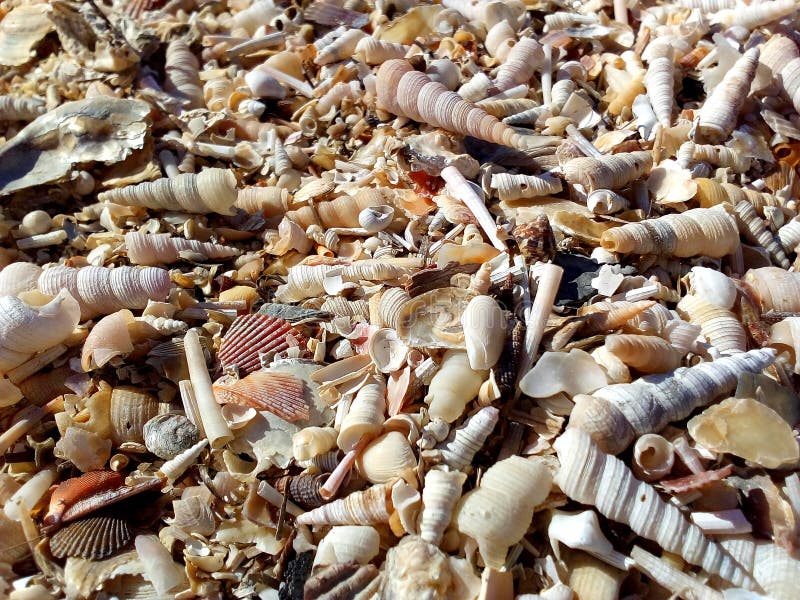 Lots of seashells stock image. Image of shells, summer - 215424169