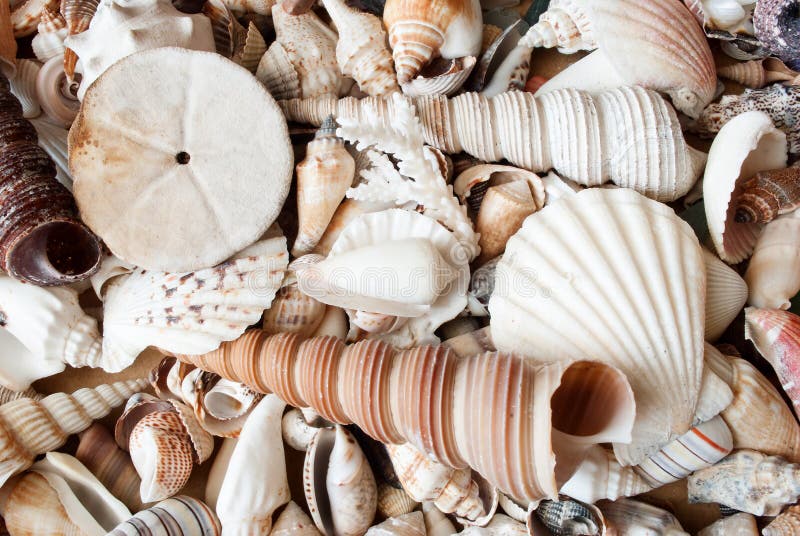 Lots of seashells. stock image. Image of lots, summer - 31684183