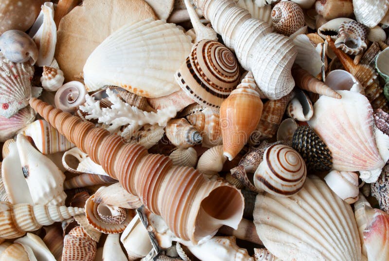 Lots of seashells. stock image. Image of lots, summer - 31684183