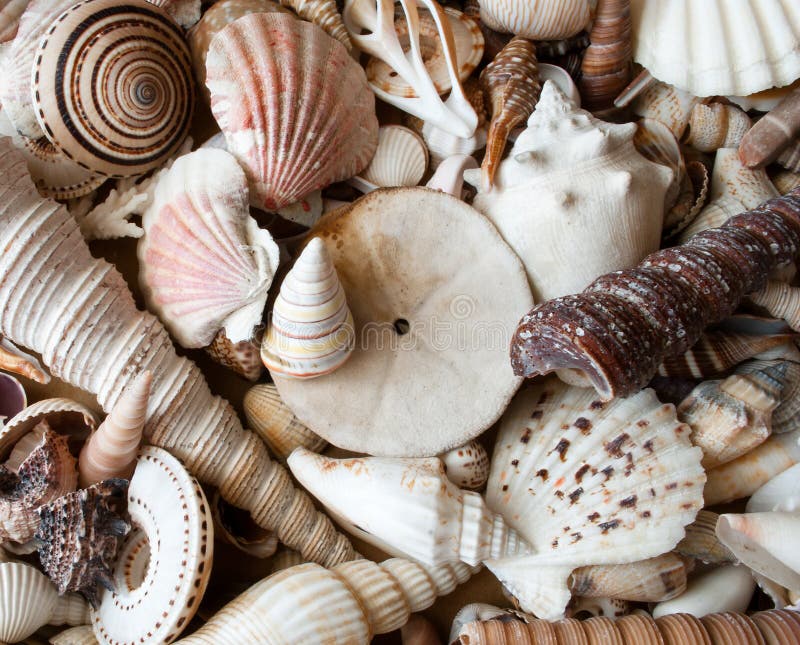 Lots of seashells. stock image. Image of lots, summer - 31684183