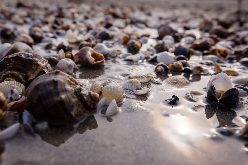 Lots of Seashells on an Empty Beach Stock Image - Image of salty ...