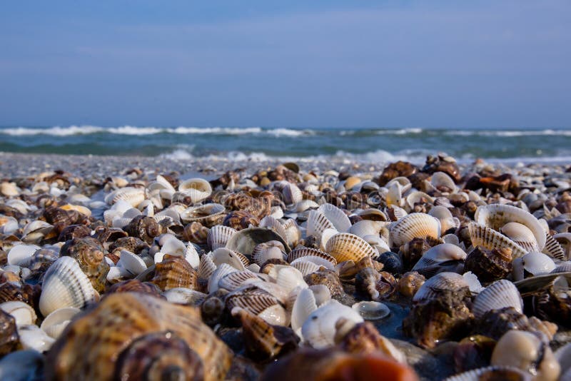 Lots of Seashells on an Empty Beach Stock Image - Image of wave, foam ...