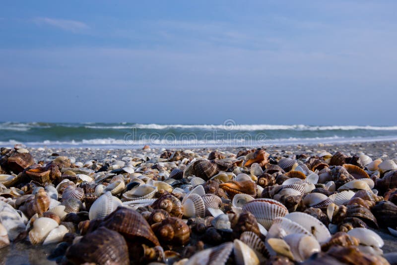 Lots of Seashells on an Empty Beach Stock Image - Image of beach, water ...