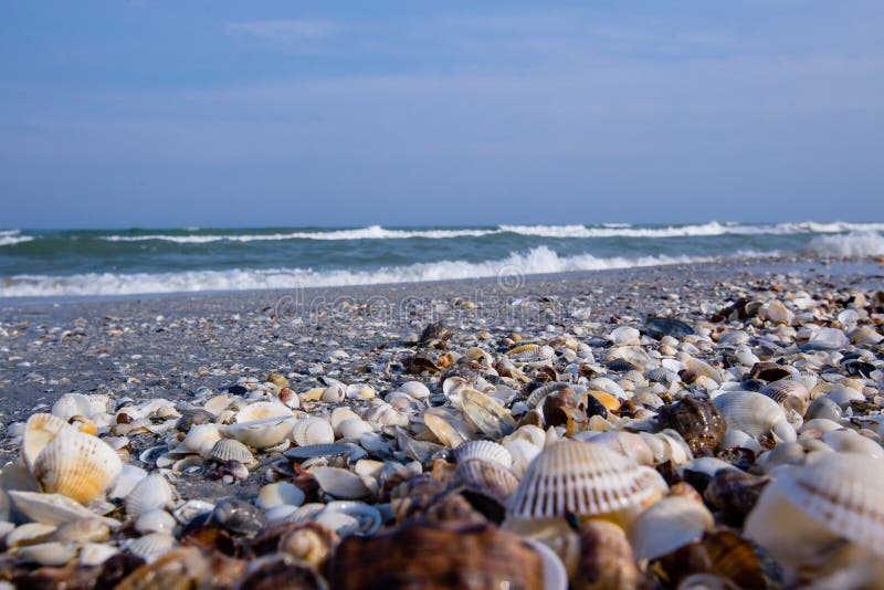 Lots of Seashells on an Empty Beach Stock Photo - Image of colored ...