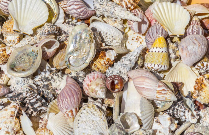 Lots of seashells. stock image. Image of lots, summer - 31684183