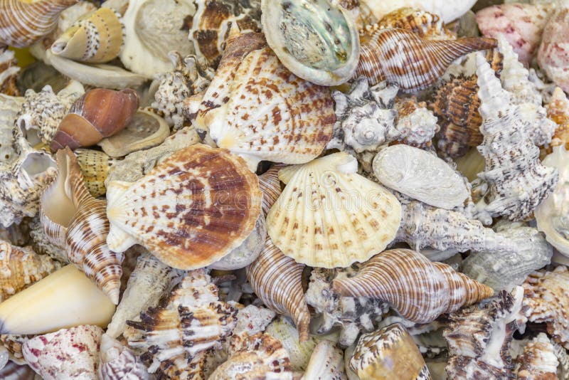 Lots of seashells stock image. Image of souvenir, full - 94141685