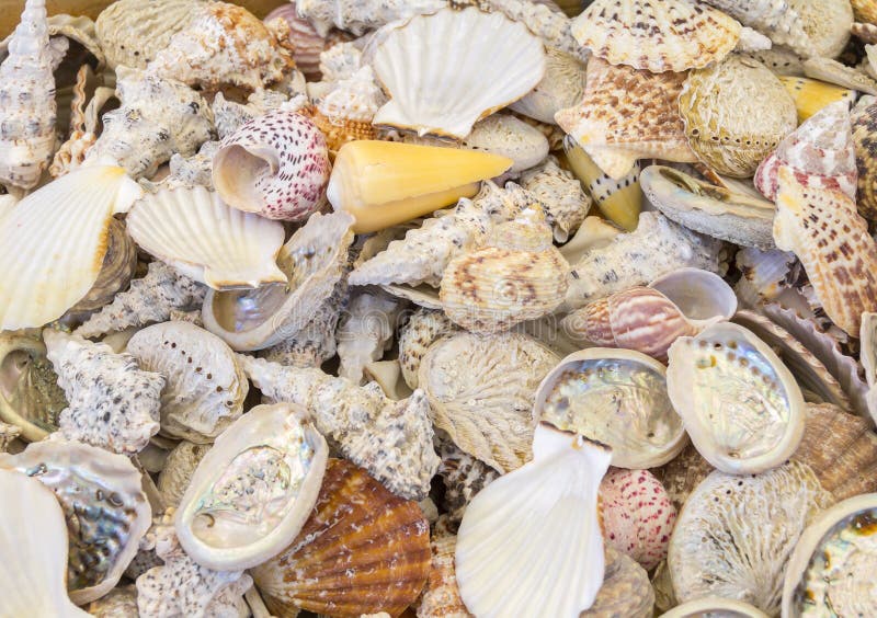 Lots of seashells. stock image. Image of idyllic, shell - 31684183