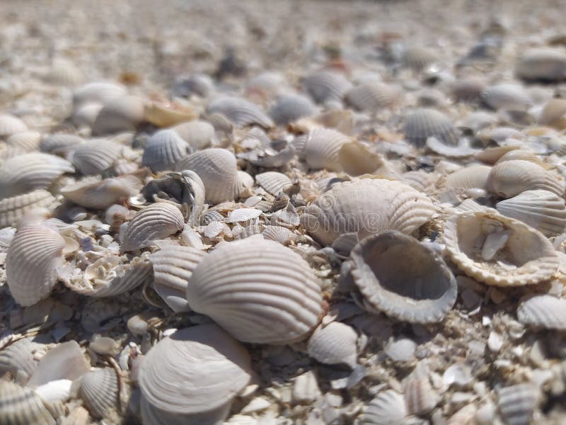 Lots of seashells. stock image. Image of lots, summer - 31684183