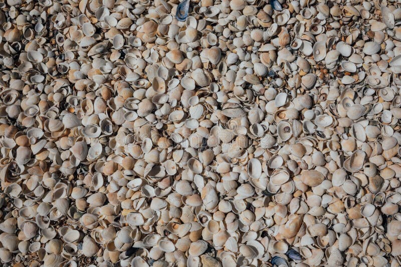 Lots of Seashells As Background Stock Image - Image of beach, beautiful ...